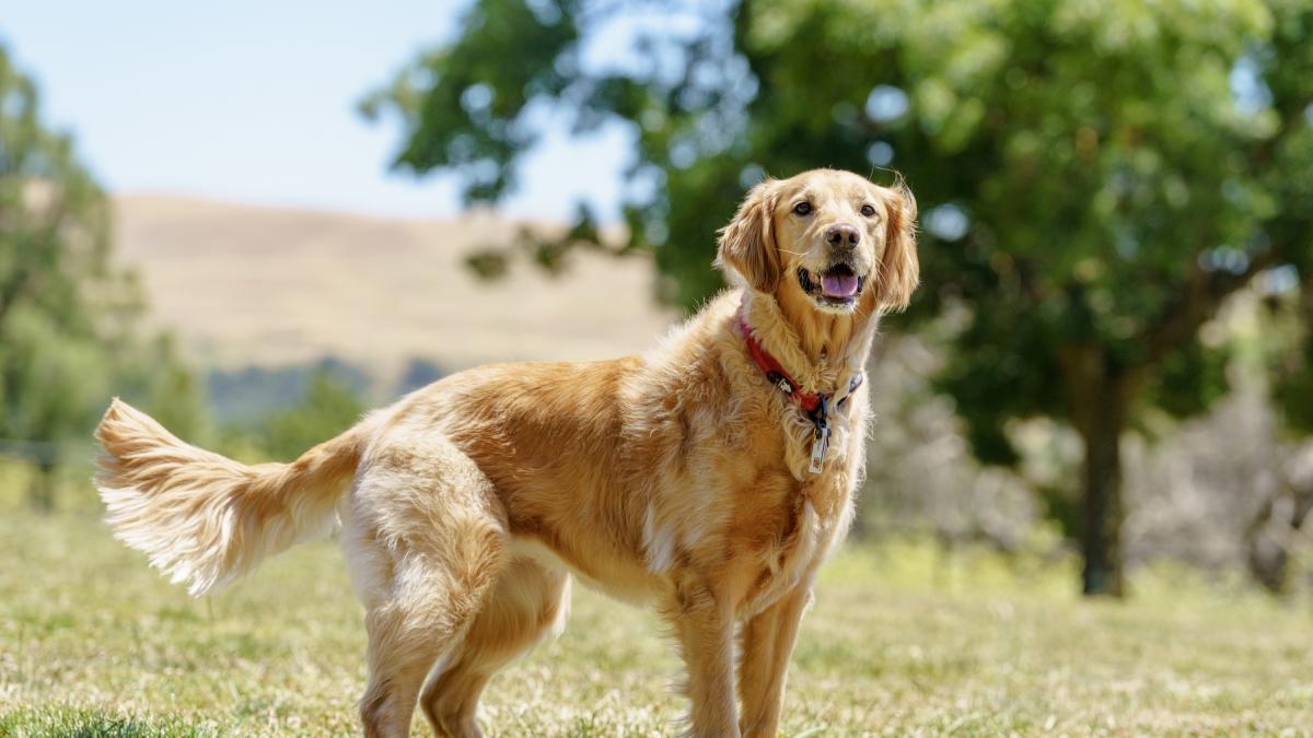 Cruzan la dulzura de un golden retriever y la disciplina de un pastor ...