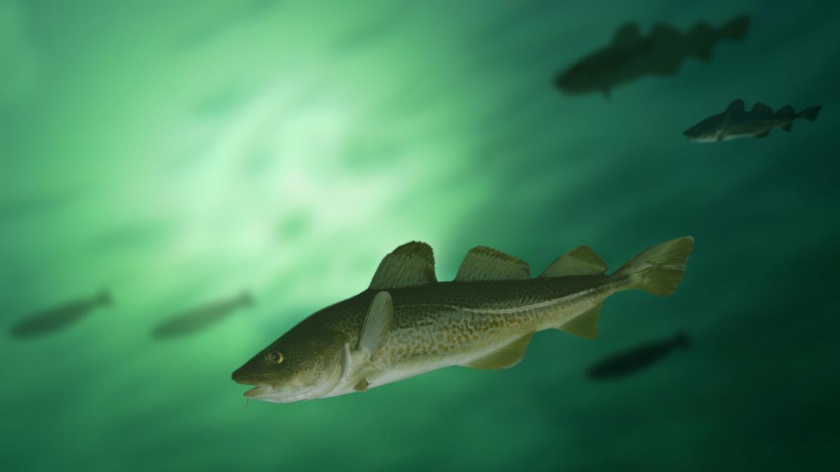 Un estudio español señala cómo distinguir una merluza de un merluzo y ...