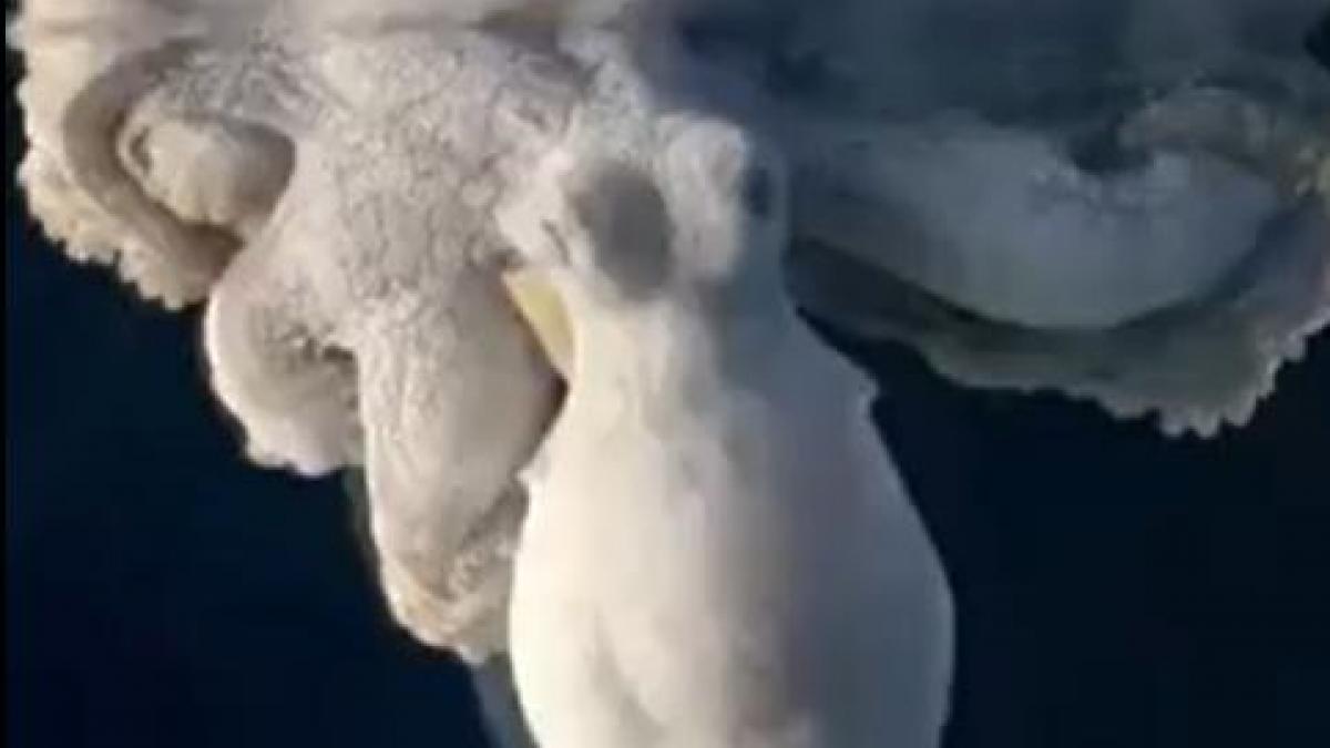 Captan a un pulpo soñando y lo que ocurre con su piel parece de otra ...