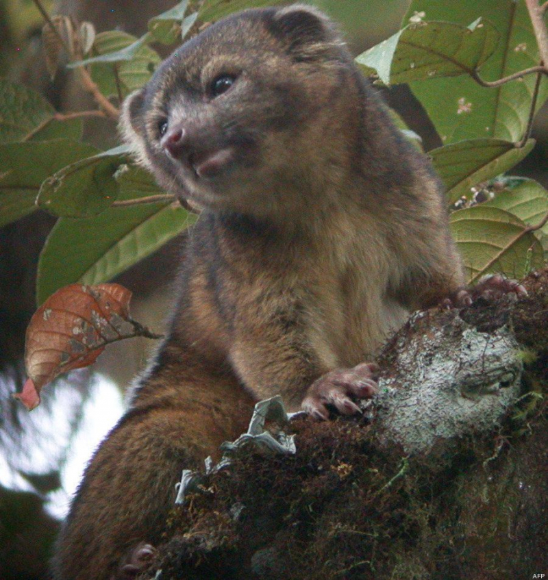 Olinguito: fotos de la nueva especie de mamífero hallada en Ecuador y ...