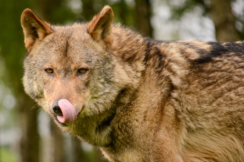 El lobo en España, ¿una amenaza o una especie a defender?