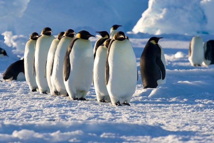 Fotos de animales de la semana, especial esmoquin: pingüinos en la nieve