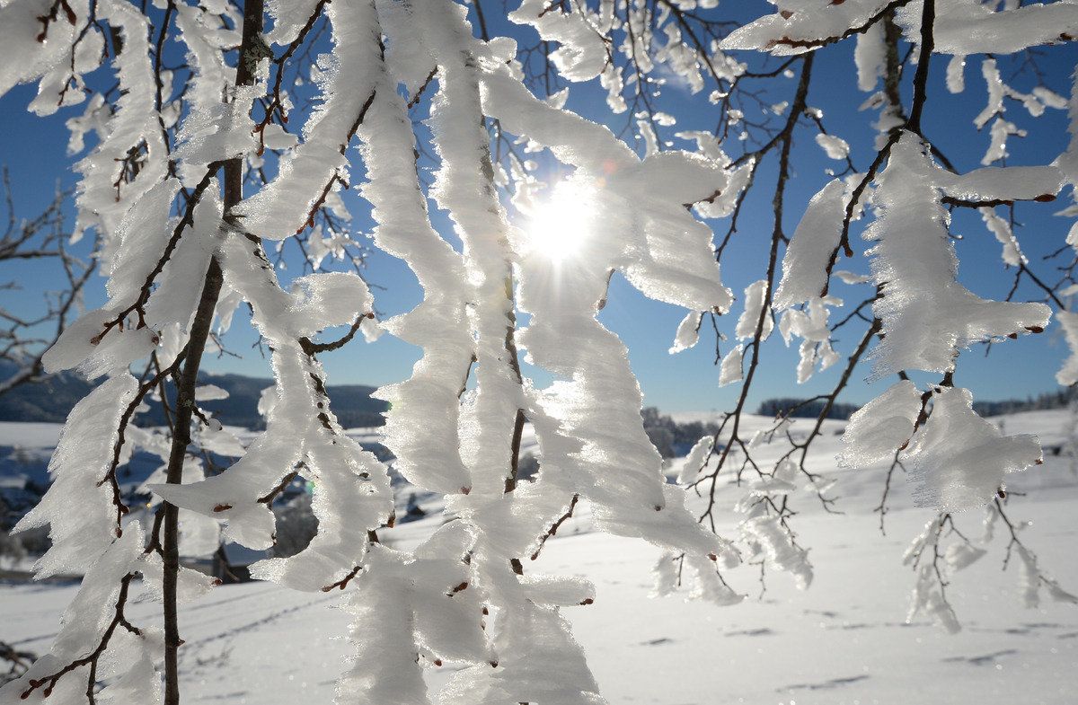 Cosas heladas bonitas: otra forma de mirar el invierno (FOTOS)