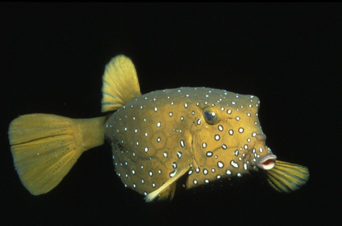 Fotos submarinas: las mejores imágenes de animales acuáticos de 2013 ...