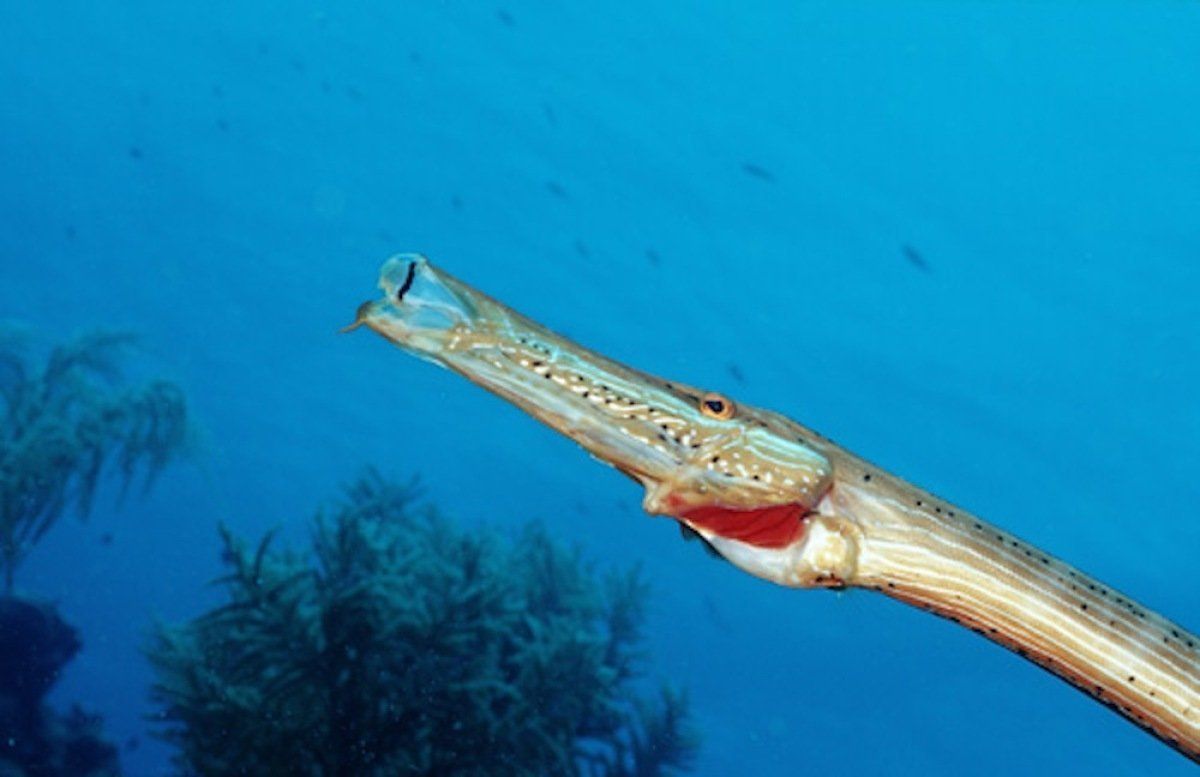 Fotos submarinas: las mejores imágenes de animales acuáticos de 2013 ...