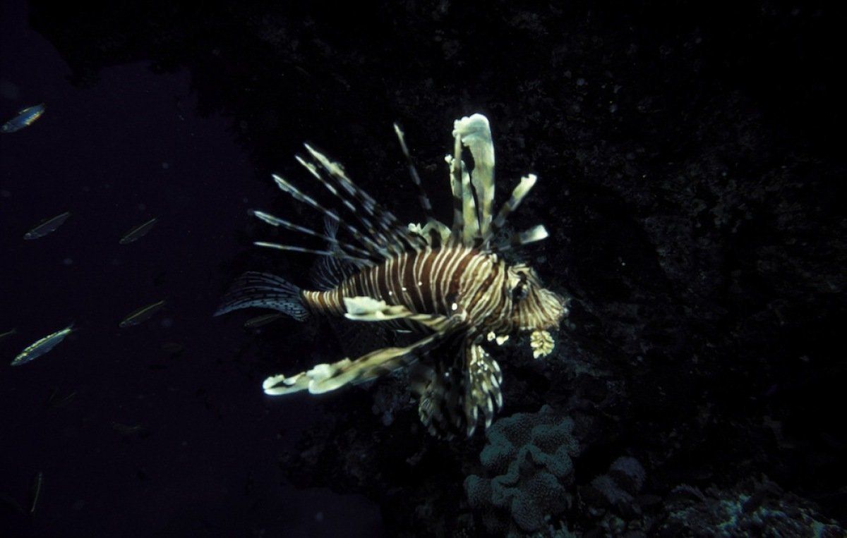 Fotos submarinas: las mejores imágenes de animales acuáticos de 2013 ...