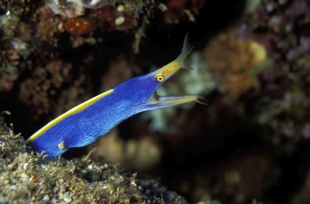 Fotos submarinas: las mejores imágenes de animales acuáticos de 2013 ...