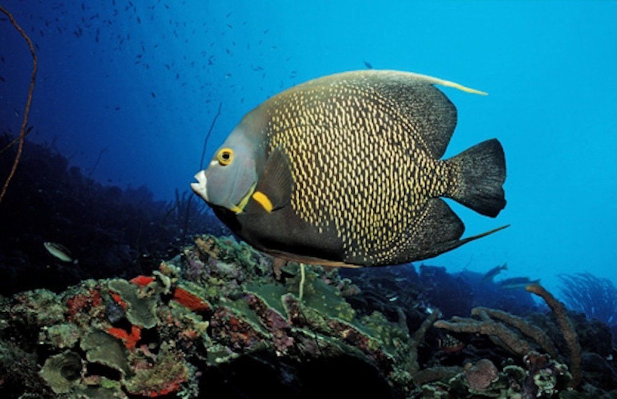 Fotos submarinas: las mejores imágenes de animales acuáticos de 2013 ...