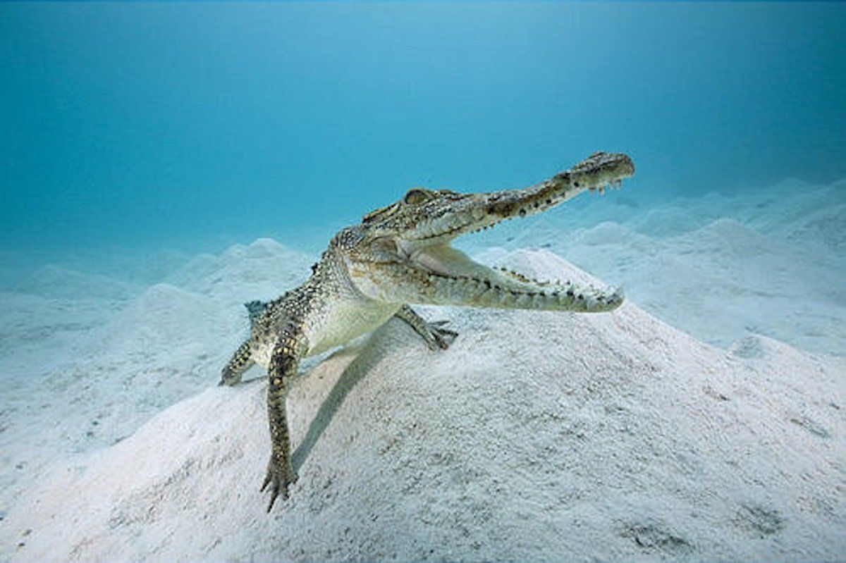 Fotos submarinas: las mejores imágenes de animales acuáticos de 2013 ...