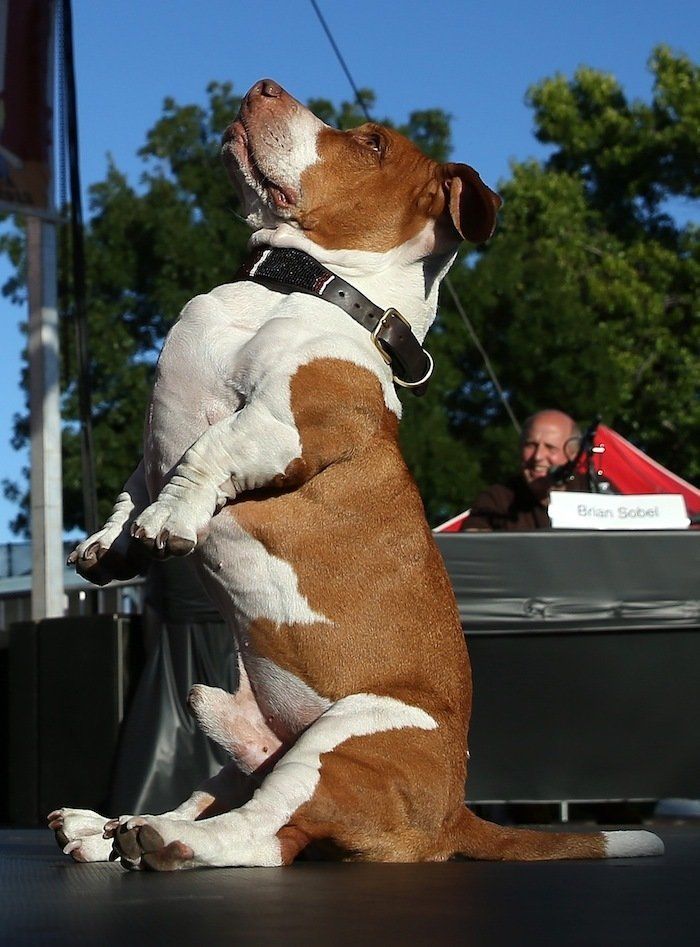 Perros híbridos: 19 cruces de dos razas que te encantarán (FOTOS)
