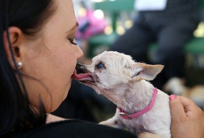 Perros híbridos: 19 cruces de dos razas que te encantarán (FOTOS)