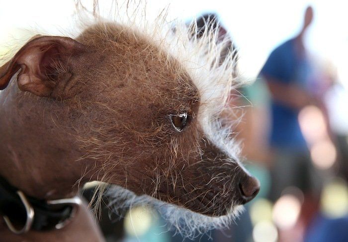 Perros híbridos: 19 cruces de dos razas que te encantarán (FOTOS)