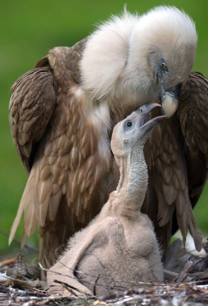 Fotos alucinantes de animales en el útero (FOTOS)