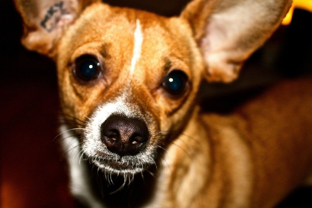 Perros híbridos: 19 cruces de dos razas que te encantarán (FOTOS)