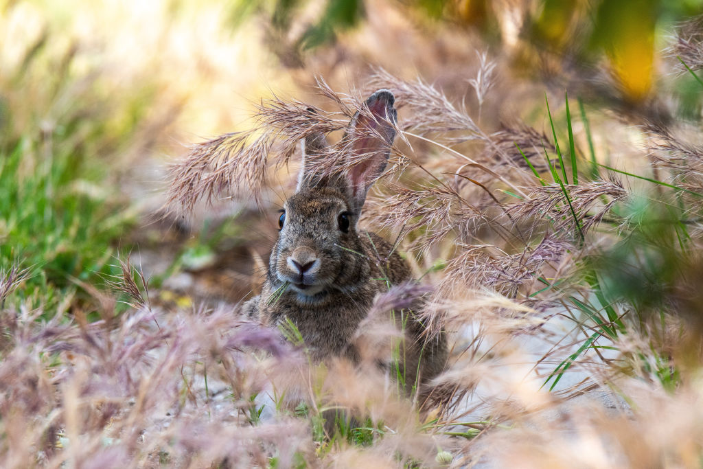 Una emergencia obliga a activar los permisos de caza excepcionales de ...