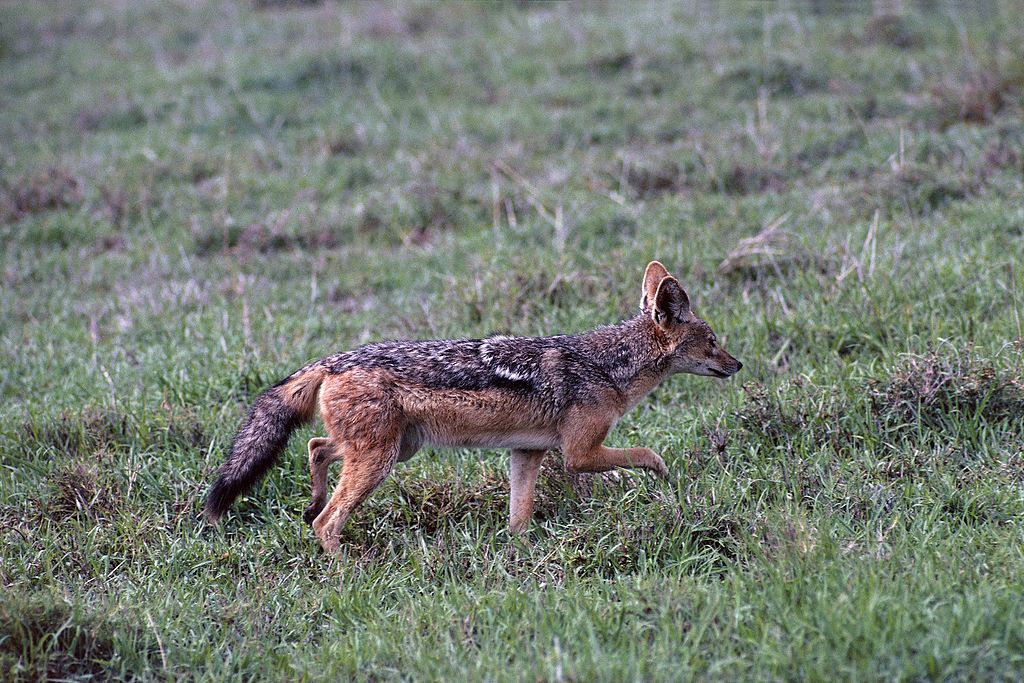 El chacal de los Balcanes se pasea por España