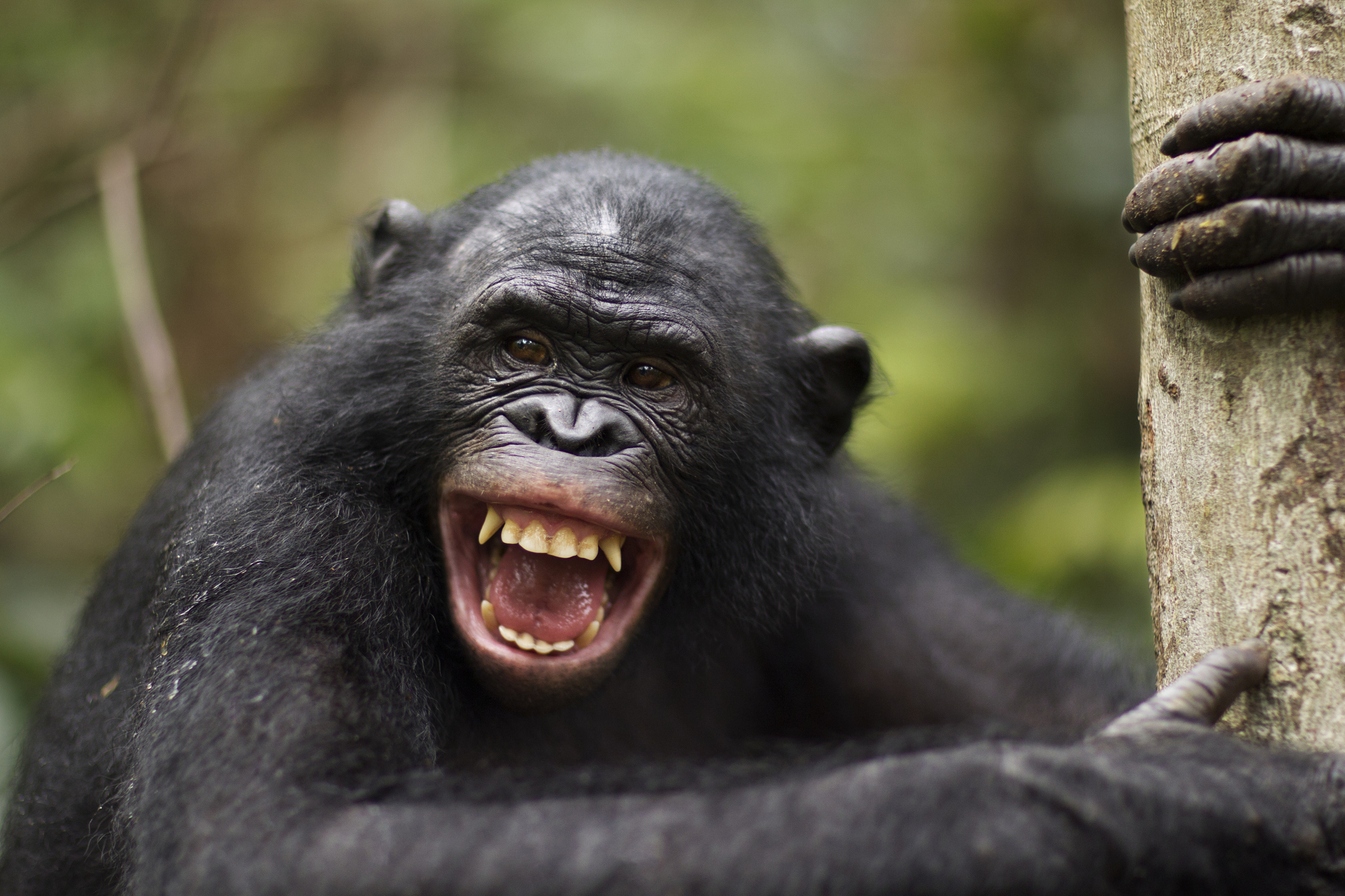 Descubren que los primates llevan masturbándose desde hace 40 millones ...