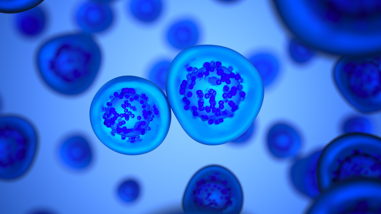 Descubren el arma natural contra las células zombies