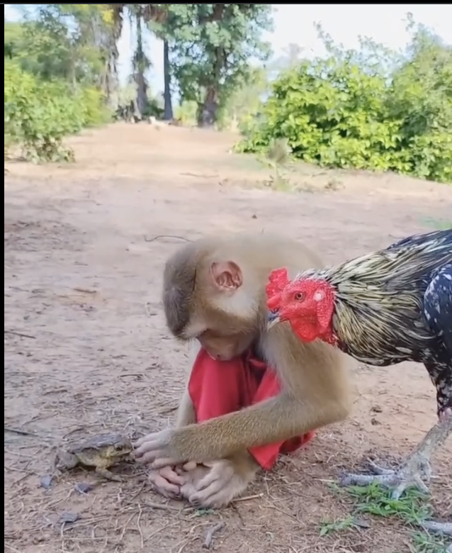 Una rana, un mono y un gallo protagonizan el vídeo del día