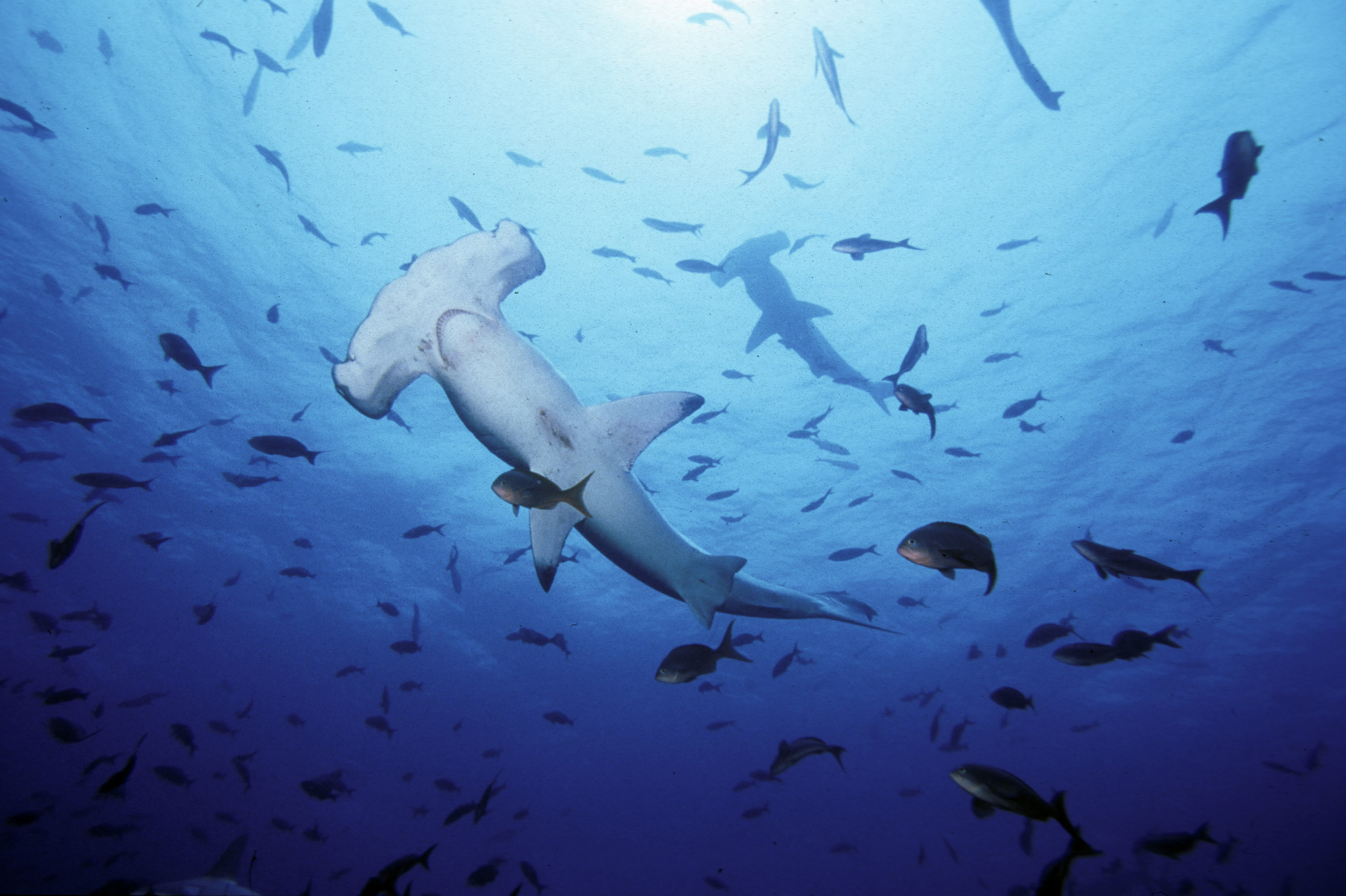 La ola de calor atrae tiburones martillo a Canarias