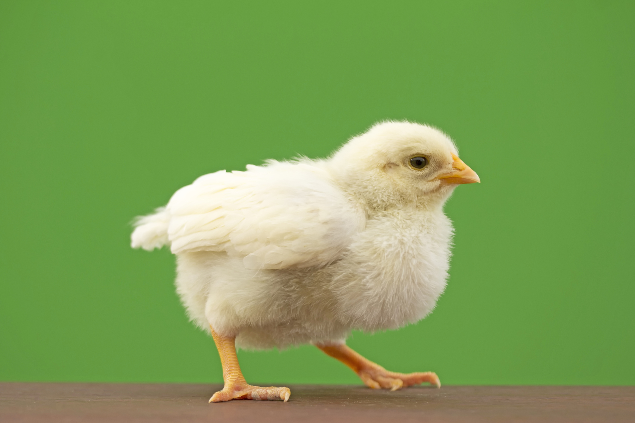 La edición genética podría crear pollos resistentes a la gripe aviar y ...