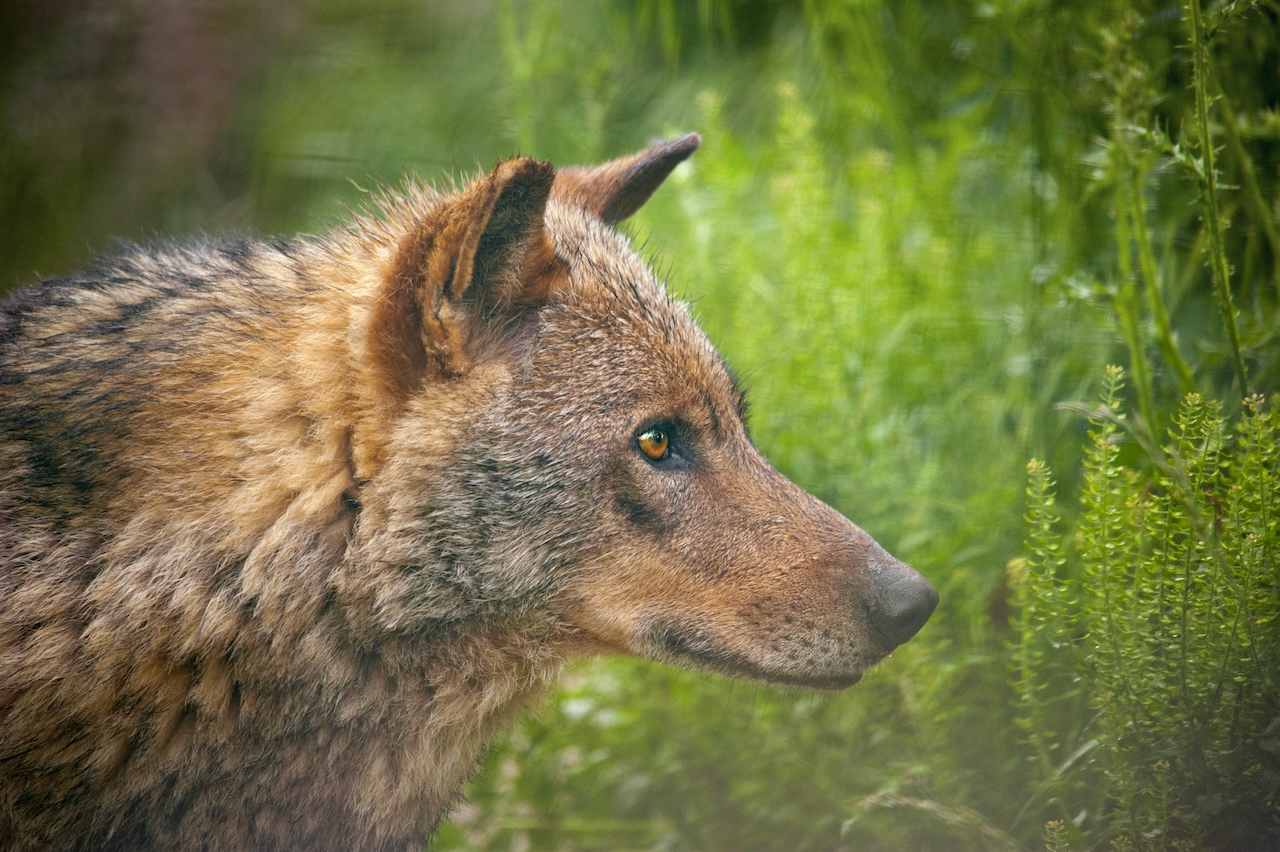 Los lobos se expanden a cinco nuevas zonas de España