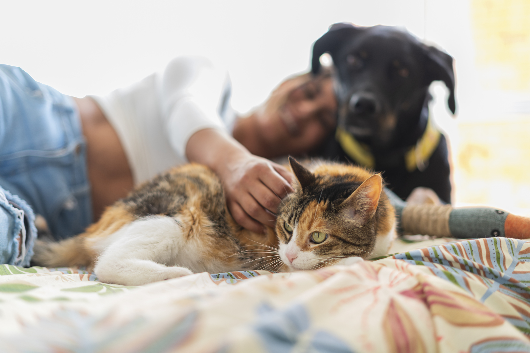 La ciencia rompe el estigma de las mujeres con gatos: tiene un ...