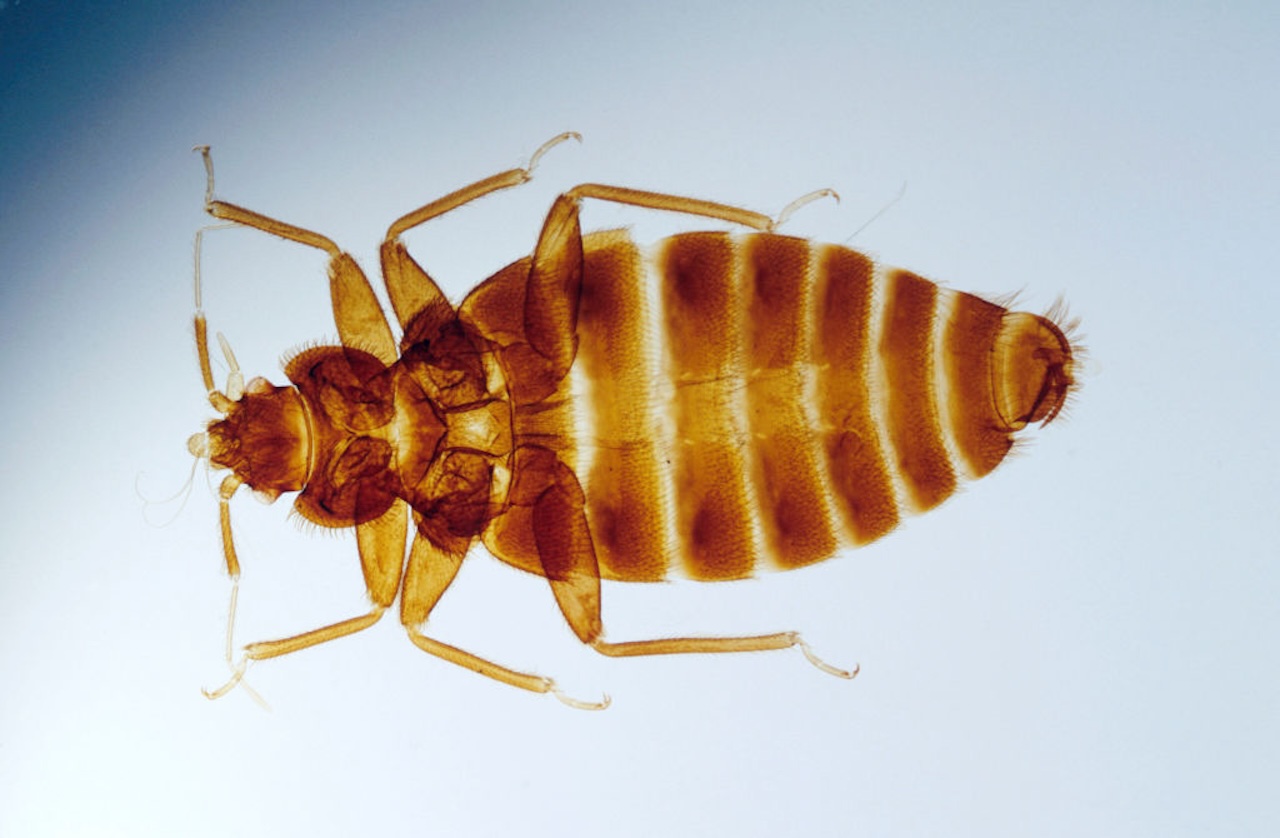 La infalible trampa casera para acabar con las chinches