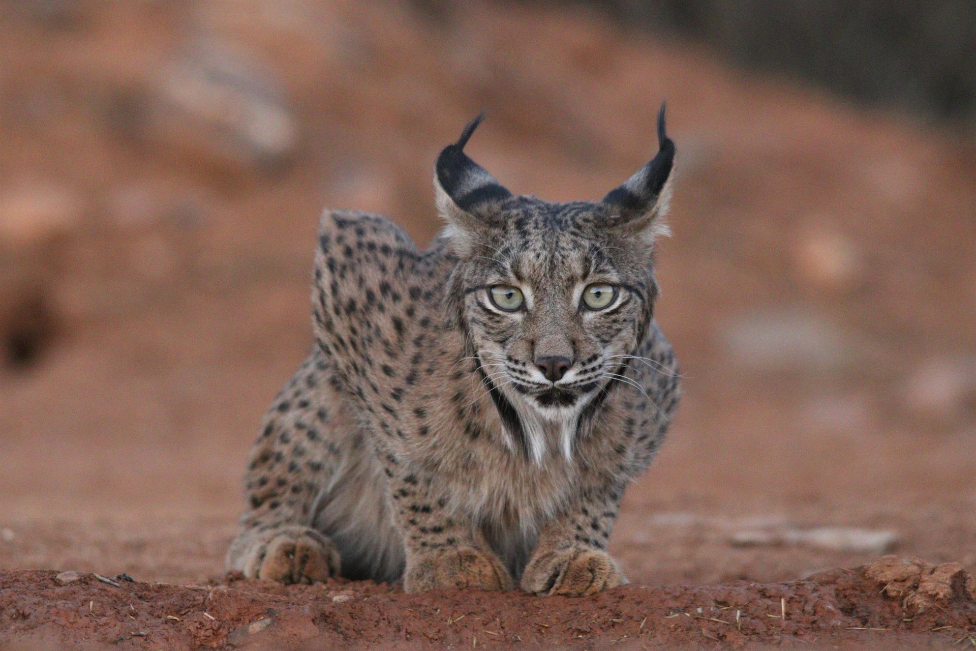 Los dos animales carnívoros que se las verán con los nuevos linces ibéricos