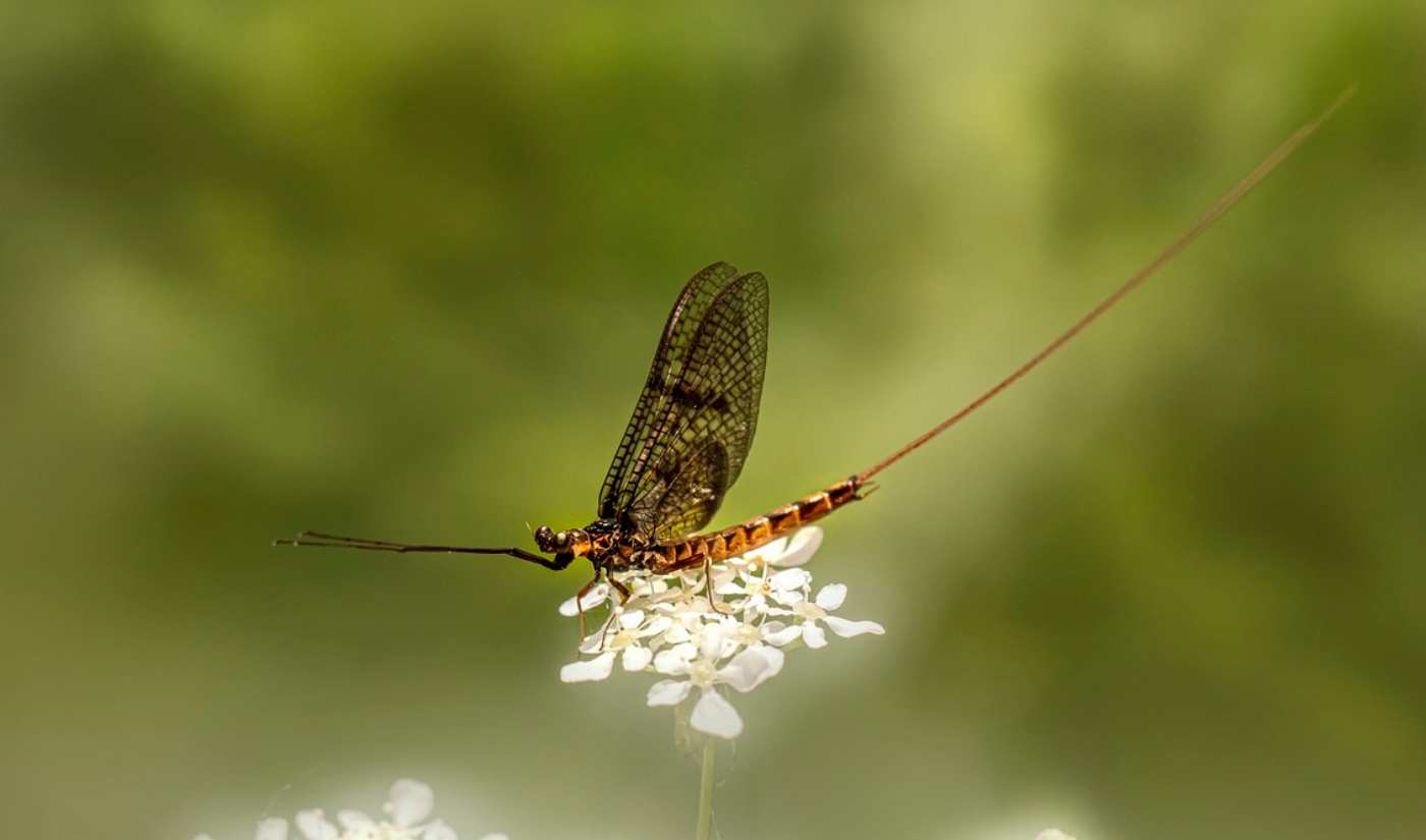 Este es el animal con la esperanza de vida más corta del mundo: ni dos ...