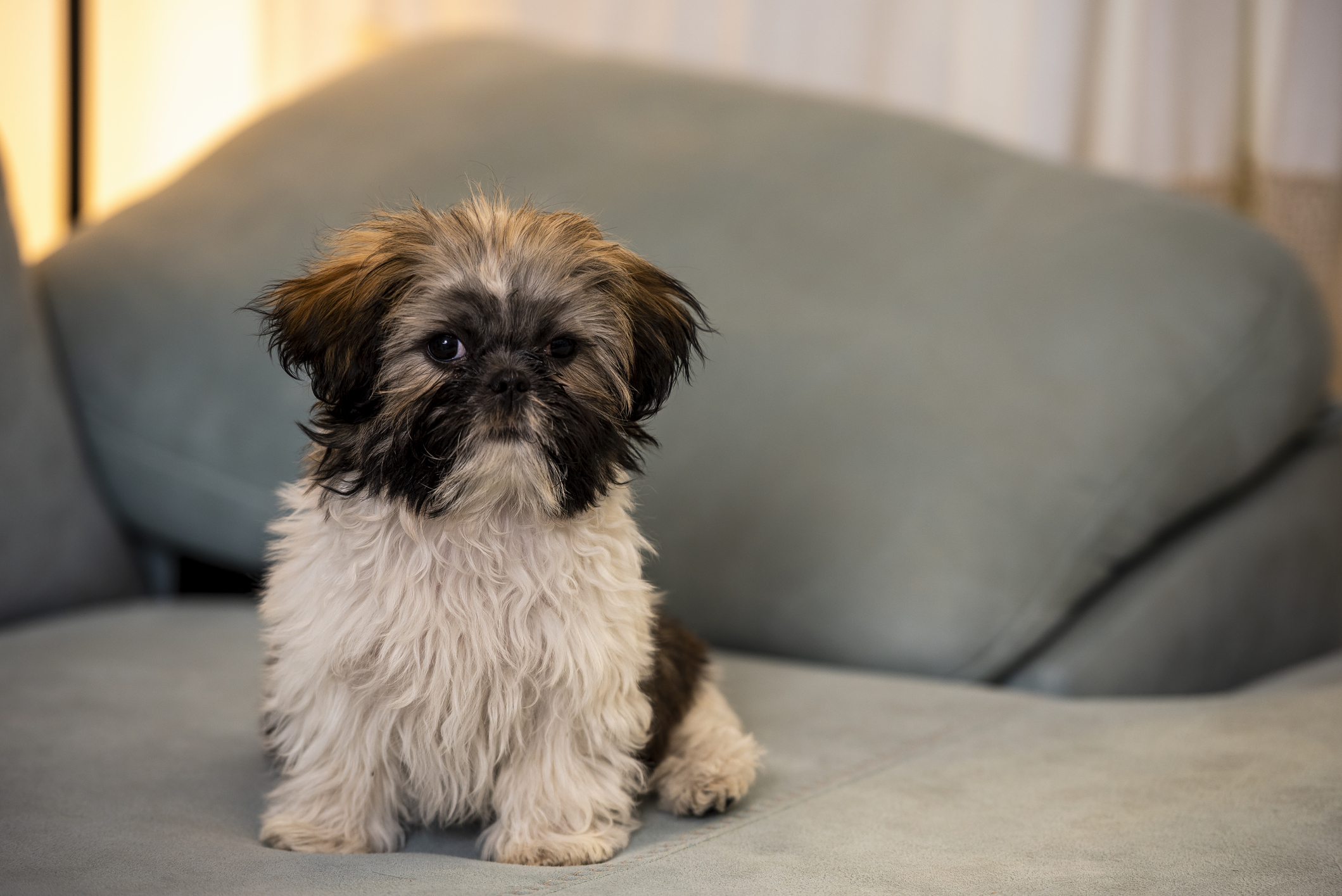 Este es el significado de 'guau' en el idioma perro