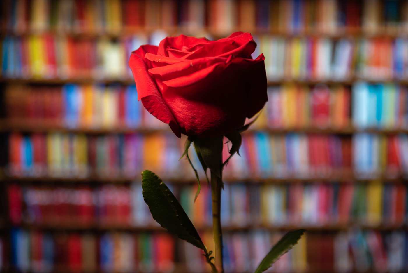 El auténtico origen de Sant Jordi: las dos leyendas detrás de la rosa y ...
