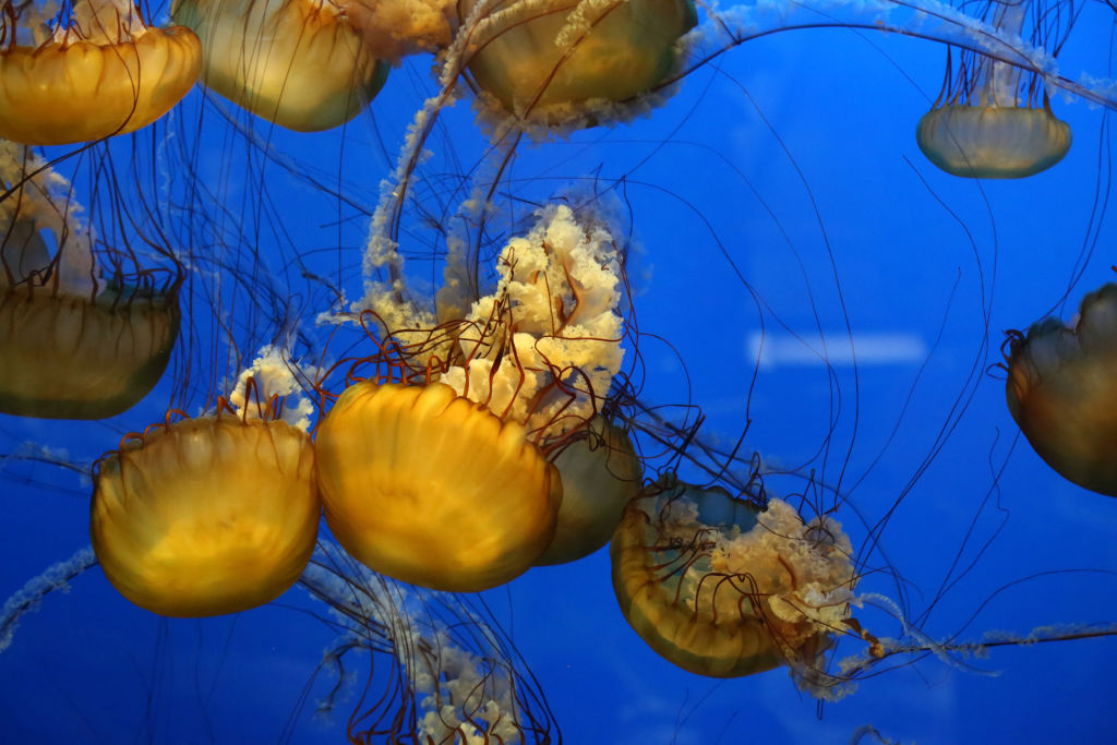 Las medusas gigantes entran en zona desconocida