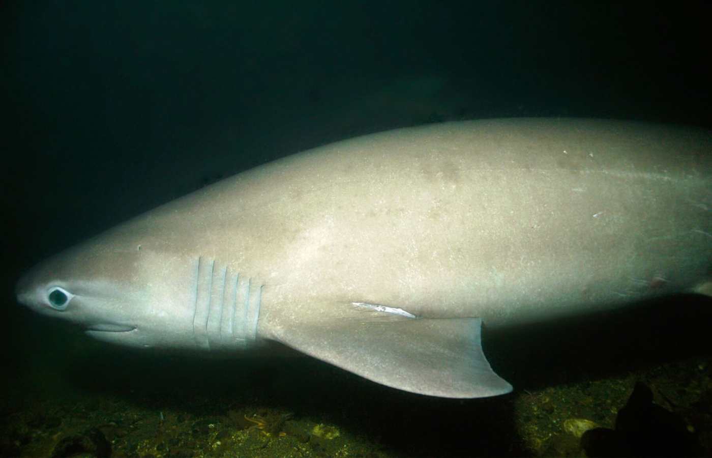 Aparece un mega tiburón de cinco metros en una playa española