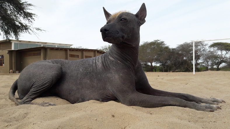Esta es la esperanza de vida de la raza de perro más rara del mundo