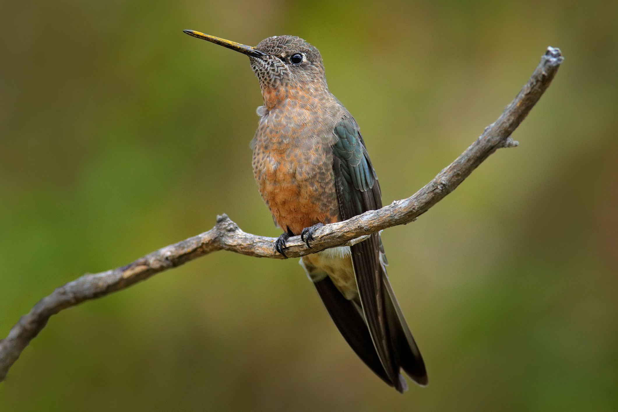 Hallan un nuevo colibrí gigante capaz de recorrer 8.000 kilómetros a 4. ...