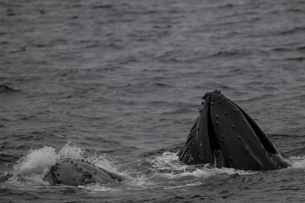 Un grupo de ballenas sin precedentes invaden las rías baixas