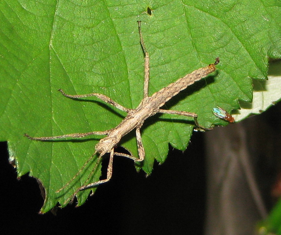 La impresionante técnica antidisturbios de los insectos palo para huir ...