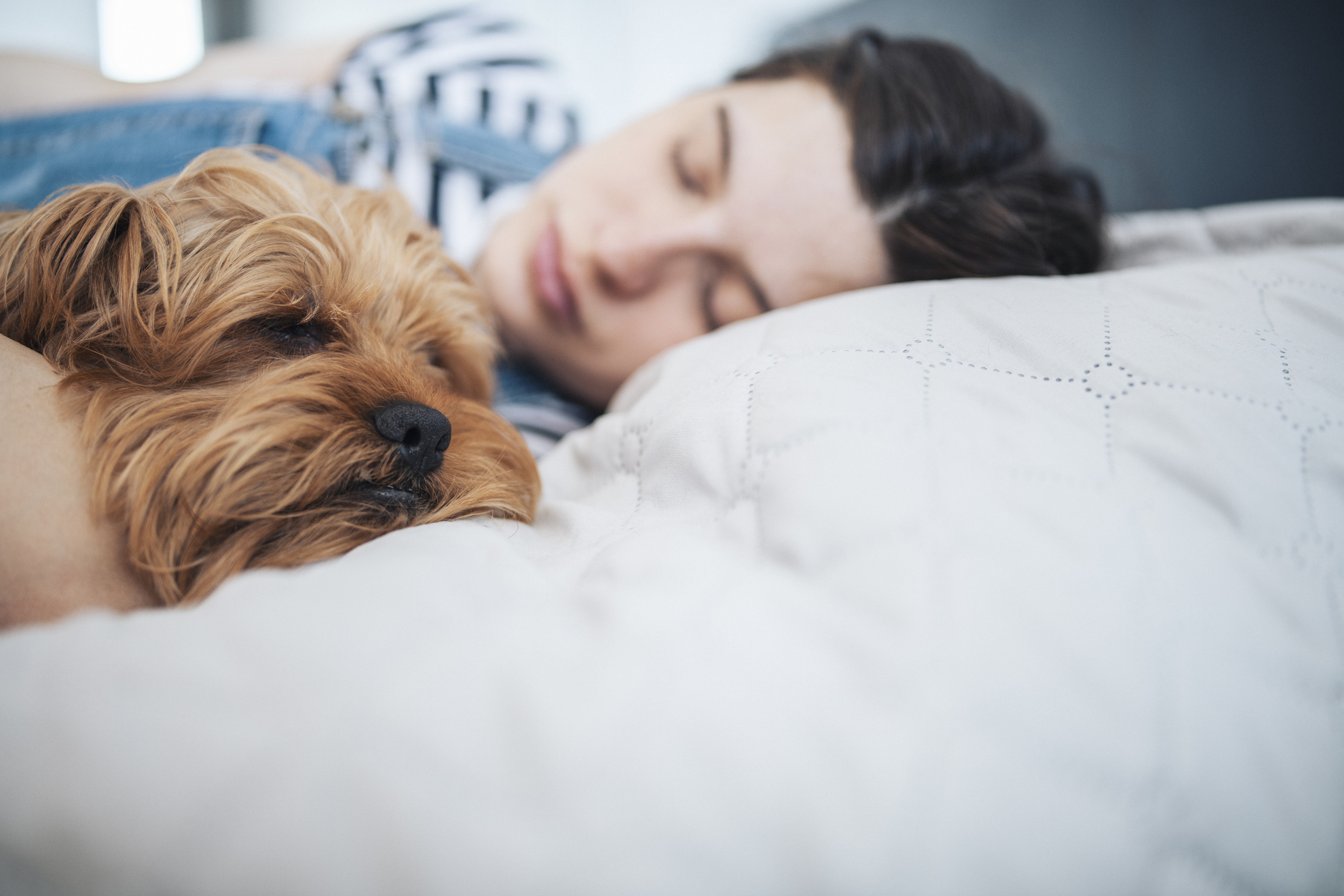 Un estudio revela que dormir con tu perro puede cambiar la vida del ...