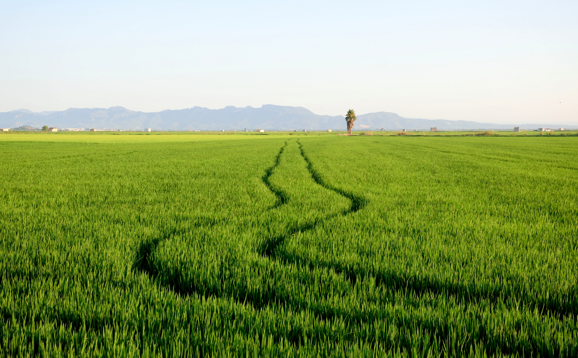 La DANA catapulta al arroz de Valencia a una calidad nunca vista