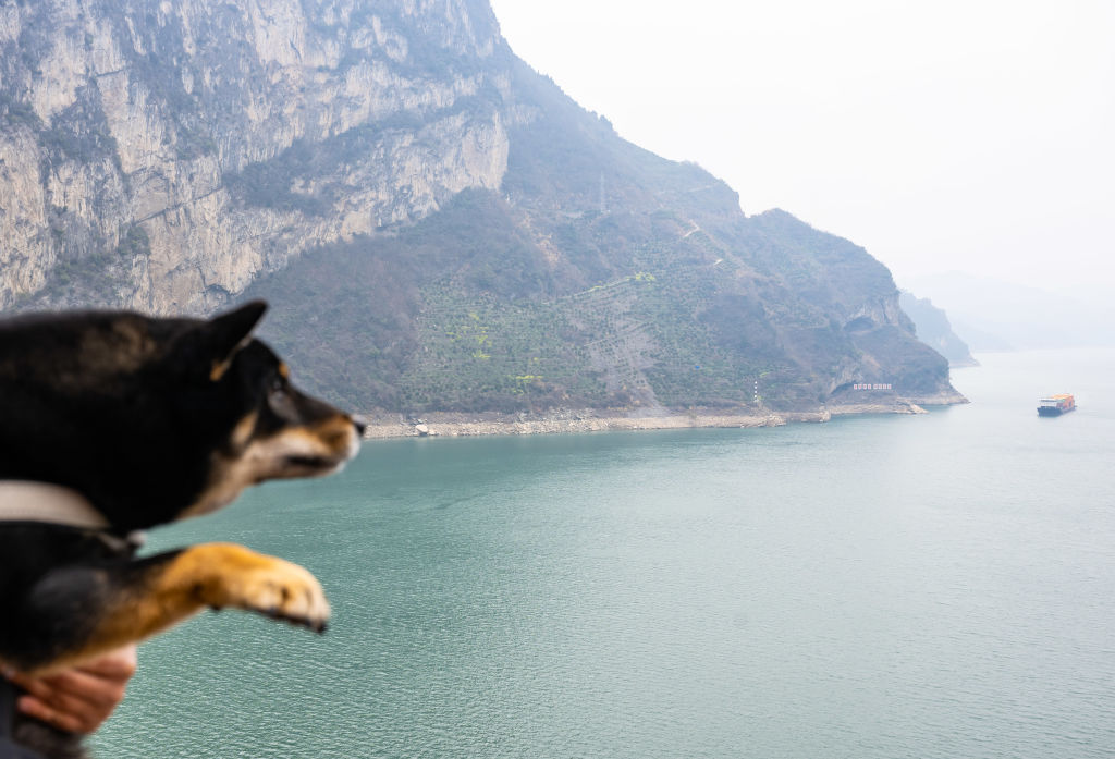 Una fotografía al azar descubre la 'montaña de cachorros' y ahora los dueños de mascotas hacen ...