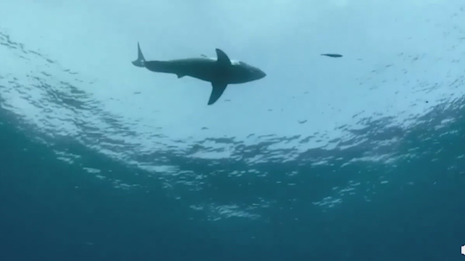 Este tiburón vive en las profundidades del océano, pocos lo han visto y es uno de los más ...