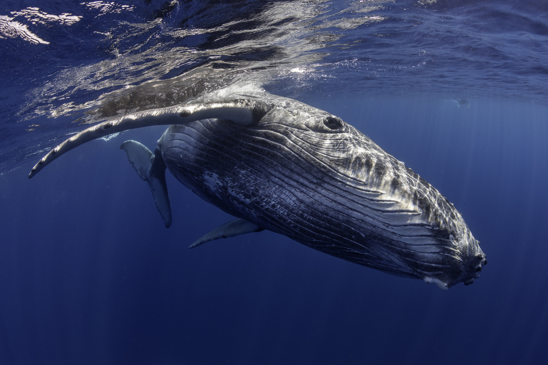Científicos sorprenden al descubrir que las ballenas están enviando ...